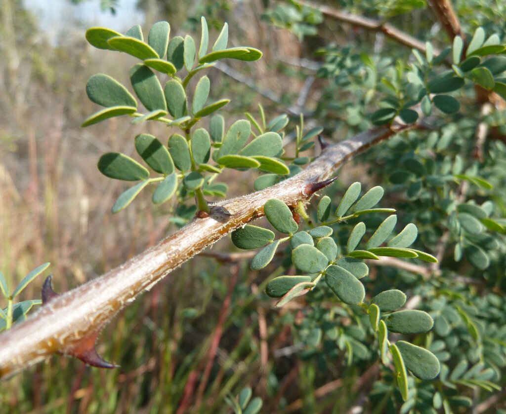 Acacia mellifera, Акация мелифера, syn. Senegalia mellifera. екзотична ...